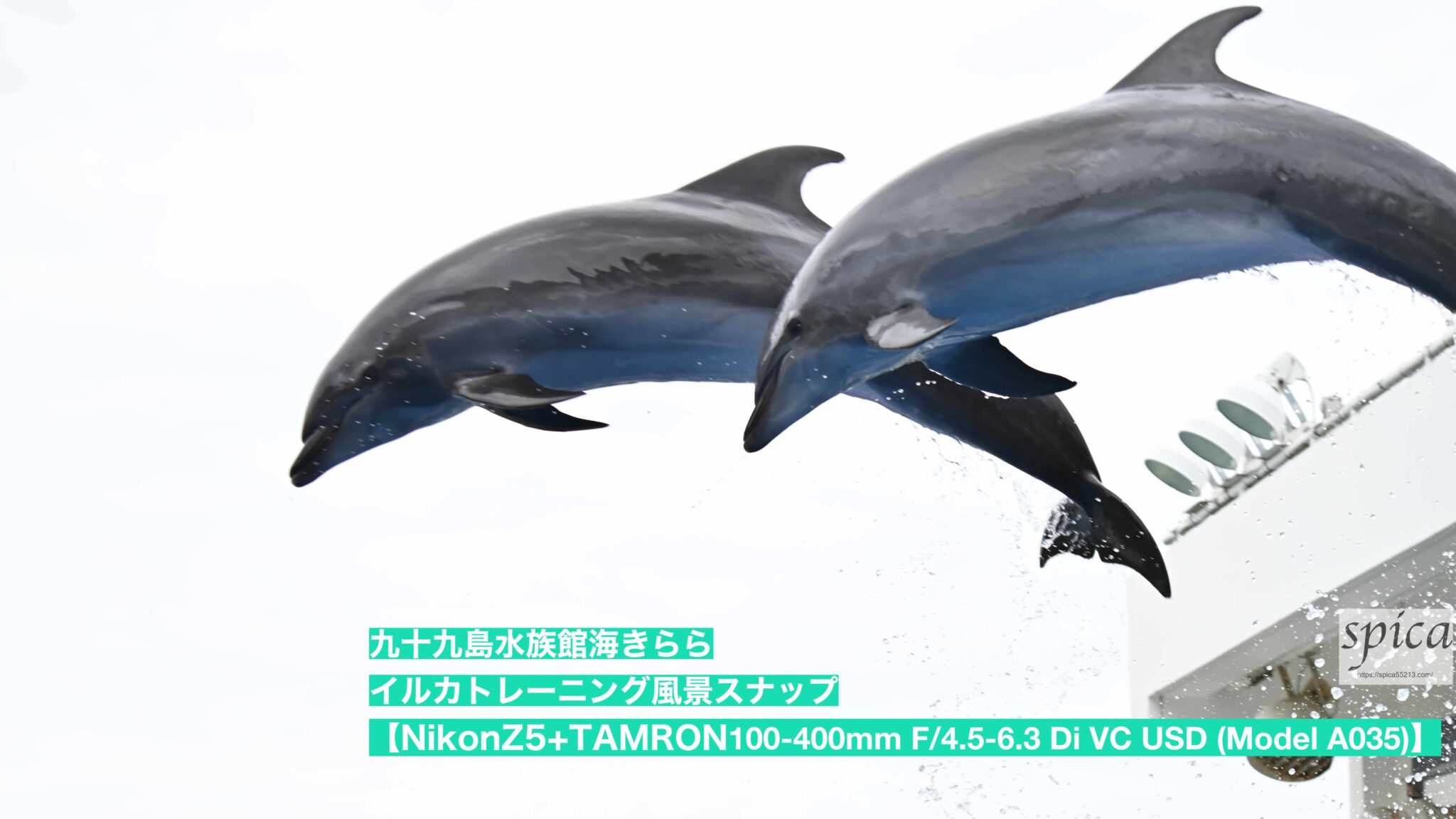 Z5 AF-Cで追いながらの動体撮影はキビしい（実体験） | スピカのカメラ日誌