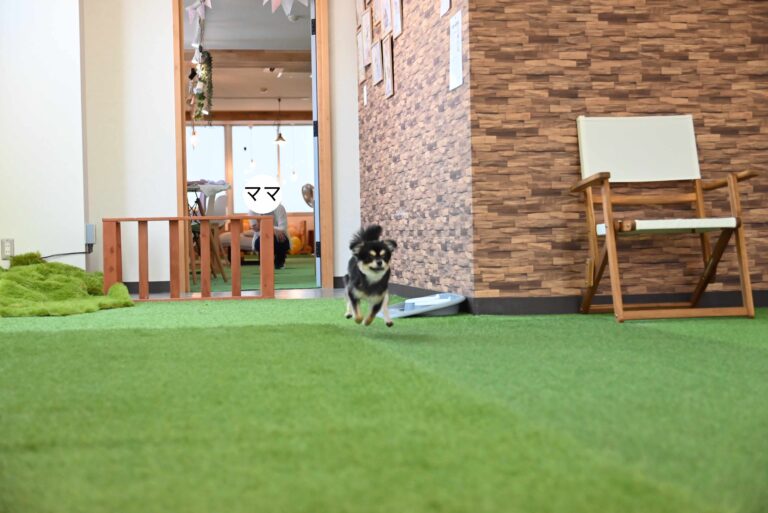 Z5 AF-Cで追いながらの動体撮影はキビしい（実体験） | スピカのカメラ日誌